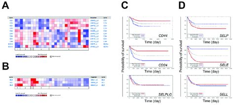 Expression Of Selectin Ligands And Selectins In Neuroblastoma Patients