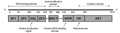 Structural And Functional Organization Of Parp1 The Parp1 Structure Is Download Scientific