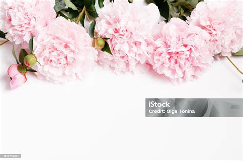 흰색 바탕에 꽃잎이 있는 섬세한 흰색 분홍색 모란 오버헤드 평면도 평평하게 놓기 공간을 복사합니다 2월에 대한 스톡 사진 및 기타 이미지 Istock
