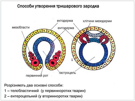 Біологічні основи ембріонального розвитку організмів Лекція 7 презентация онлайн
