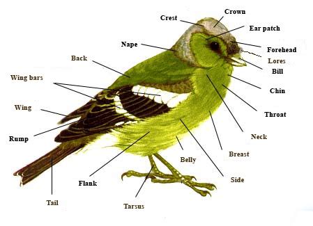 List Of Terms Used In Bird Topography Wikipedia