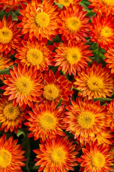 Best Orange Flowers For Your Garden At Maryann Diggs Blog