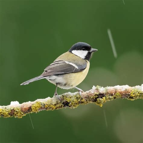 Great Tit Bto