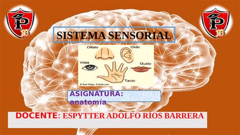El Sistema Sensorial Funciones Características Entre Otros