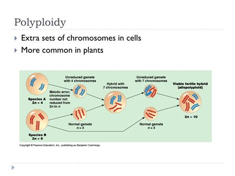 Polyploidy Definition