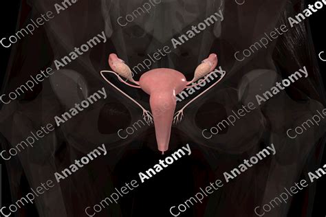 Female Internal Genitalia Complete Anatomy