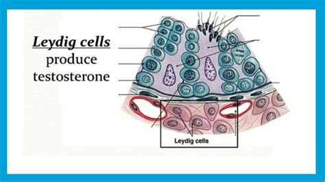 Leydig Cells Medical Wallpaper Cell Biology