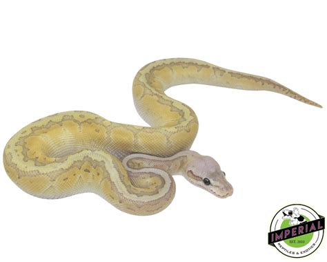 Butter Ghost Ball Python
