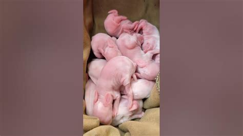 এই গুলো কিসের ছানা বলো দেখি 🥹নতুন বাচ্ছা ♥️ Youtube