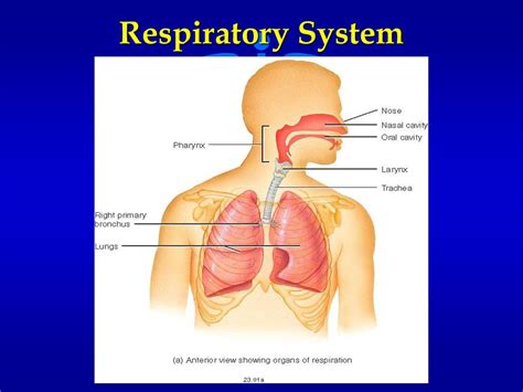 The RESPIRATORY System - ppt download