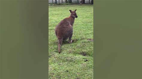 Wallabies Zoo Cute Youtube