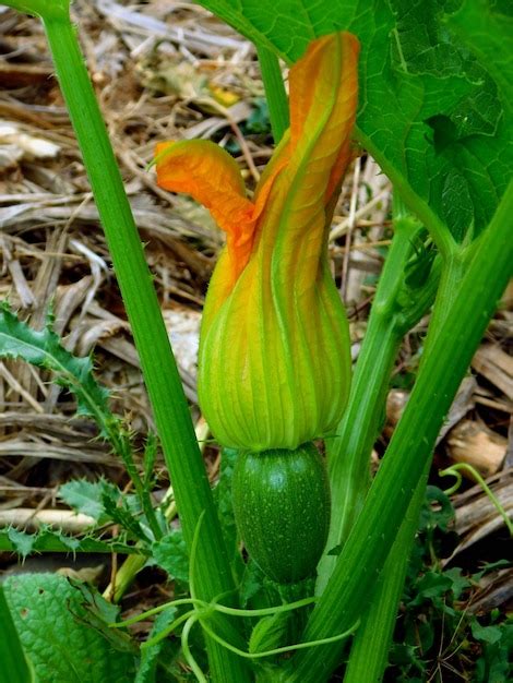 Premium Photo Cucurbita Pepo