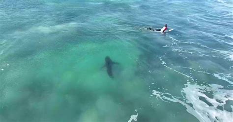Chilling Moment 10ft Great White Shark Stalks Three Oblivious Surfers