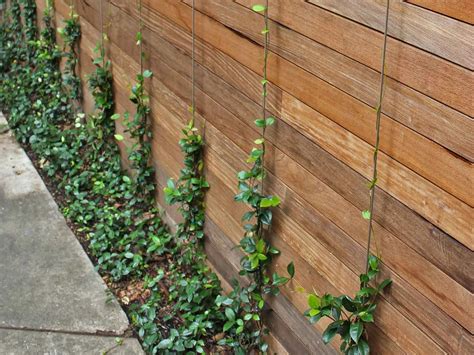 Star Jasmine Fence