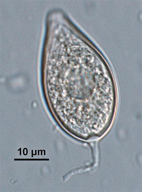 Phytophthora Kernoviae Idphy