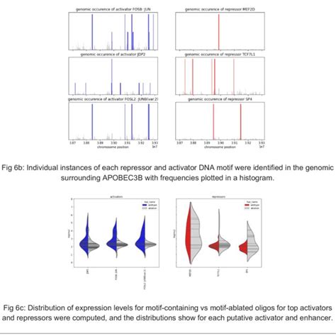 Spatial Distribution And Expression Levels Of Activator And Repressor Download Scientific