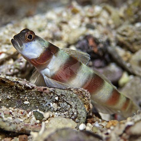 Goby Magnus Prawn Amblyeleotris Sungami Aquatics Unlimited