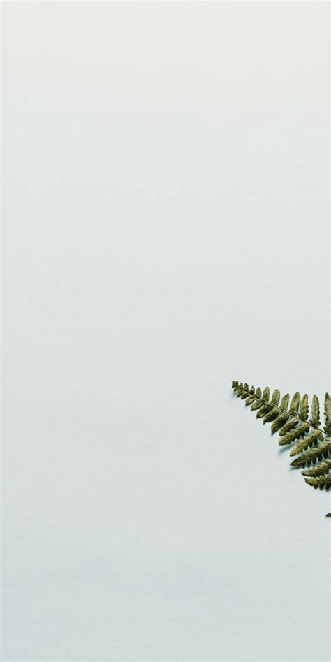 Завантажити шпалери на робочий стіл ПК Мінімалізм Листя Папороть Гілка безкоштовно 117395