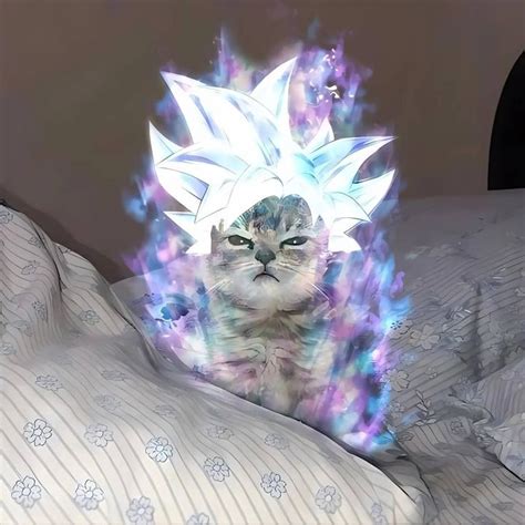 Mastered Ultra Instinct Cat Ultra Instinc Goku Goku Cat Pfp Anime Cats
