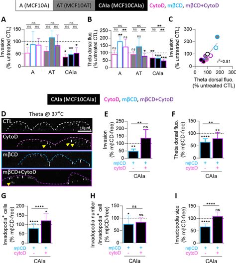 Actin Polymerization Inhibition In Malignant Caia Cells Decreases The