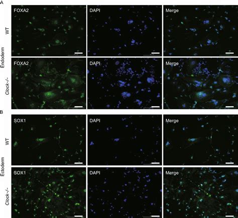 Clock Mescs Expressed Higher Endoderm Marker Foxa2 And Ectoderm Download Scientific Diagram