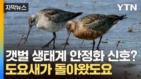 자막뉴스 도요새 개체 수 급증갯벌 생태계 안정화 신호 Ytn Youtube