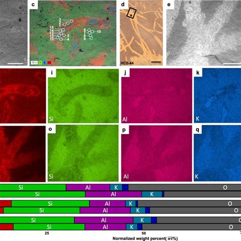 Grade 3 Poorly Preserved Macroalgae A Reflected Light Image Of Download Scientific Diagram