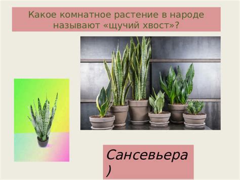 Презентация Домашние цветы