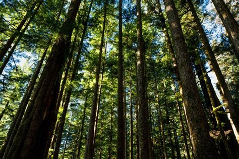 Premium Photo Ancient Western Red Cedars At Eden Grove Port Renfrew Bc