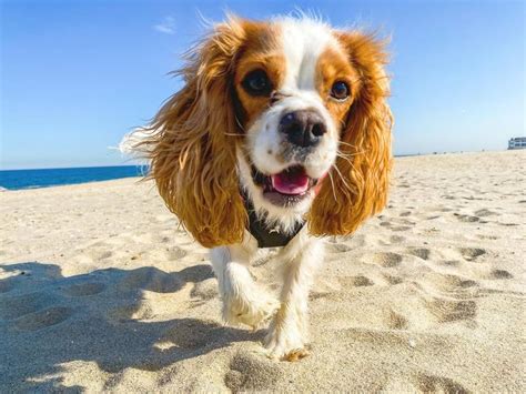 Ever Heard Of Cockalier Dogs This Unique Breed Is Sure To Steal Your
