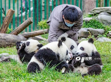 大熊猫 图片 轩视界
