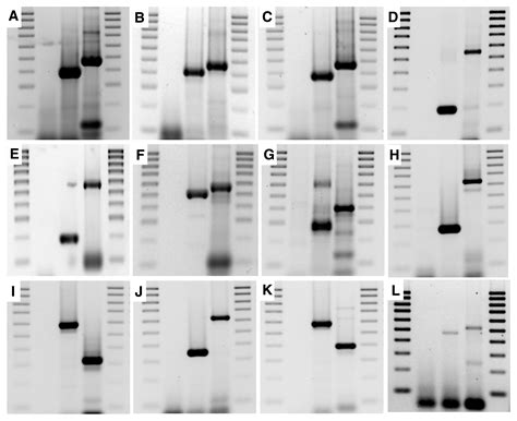 Development Of Rapid And Affordable Virus Mimicking Artificial Positive Controls Plant Disease