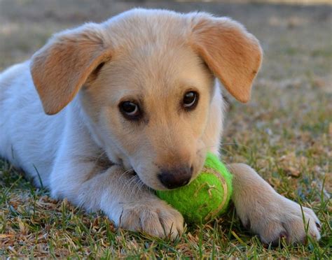 Adorables Fotos De Perros Cachorros Tiernas Imágenes Mascotas