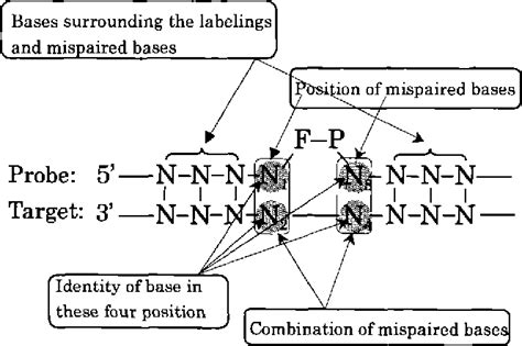 Figure 1 From Specificity Of One Base Mismatch Detection With Magiprobe Semantic Scholar