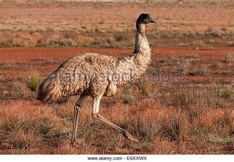 Emu Marvel Animated Universe Fanon Wiki Fandom