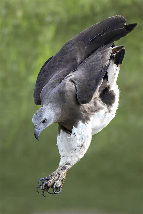 Grey Headed Fish Eagle Diving For Fish Smithsonian Photo Contest
