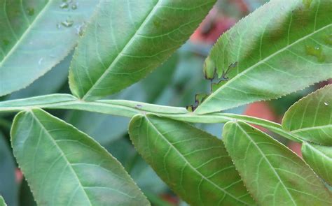 Pterocarya Stenoptera Trees And Shrubs Online