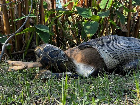 watch burmese python swallows 77 pound deer proving they can eat