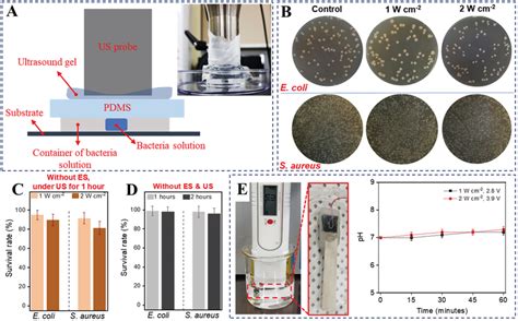 Measurement Of Antibacterial Effect Of Direct Ultrasound Inducing A