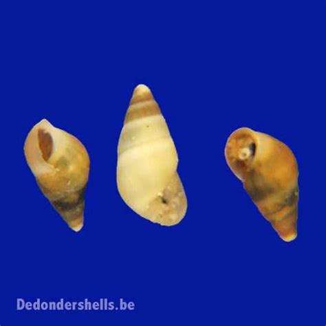 Hydrobia Ulvae 5 De Donder Shells