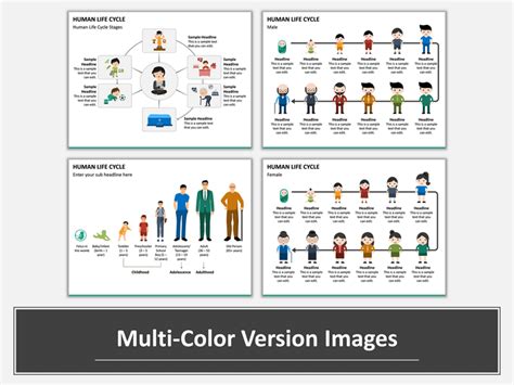 Human Life Cycle Diagram