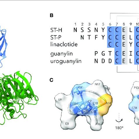 Molecular Basis Of Toxoid Development For Etec A Etec Heat Labile