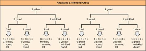 Biology Genetics Mendels Experiments And Heredity Laws Of