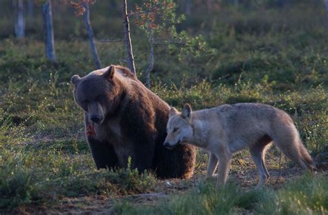 Three National Parks And Finnish Wildlife By Foot • Hiking And Mountain