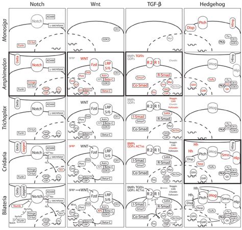 Genomic Inventories Of Developmental Signaling Pathways Across