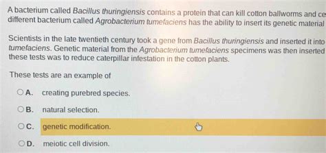 Solved A Bacterium Called Bacillus Thuringiensis Contains A Protein That Can Kill Cotton