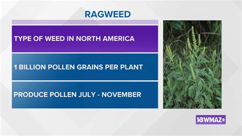 Ragweed Pollen Causes Fall Allergies To Flare Up