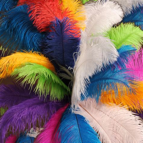 How To Harvest Ostrich Feathers