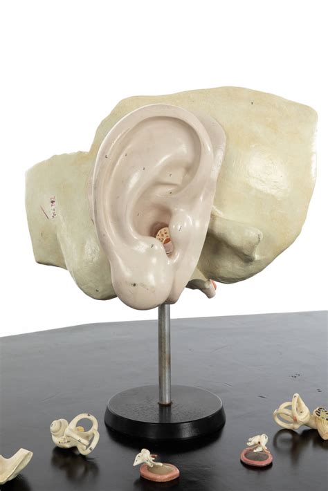 Anatomical Archives Pointers Antiques