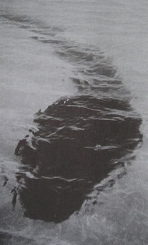 The Hook Island Sea Monster Unraveling The Mystery Of The 1964 Encounter Unexplained Mysteries